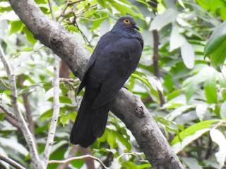 Slaty Cuckoo-Dove - eBird
