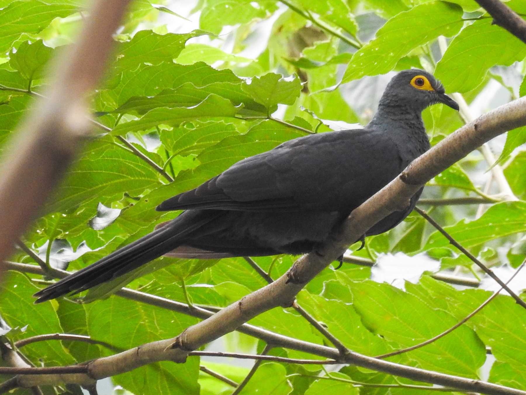 Black Cuckoo-Dove - eBird