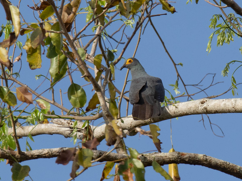 Slaty Cuckoo-Dove - eBird
