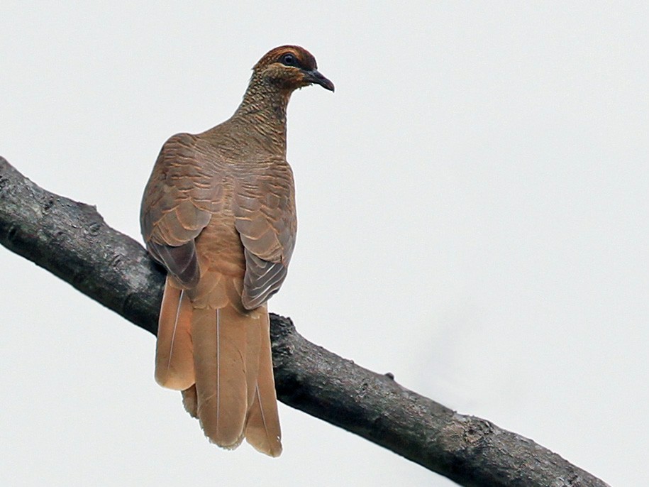 Timor Cuckoo-Dove - eBird