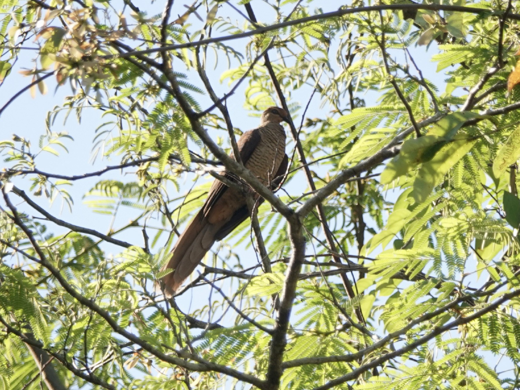 Timor Cuckoo-Dove - eBird
