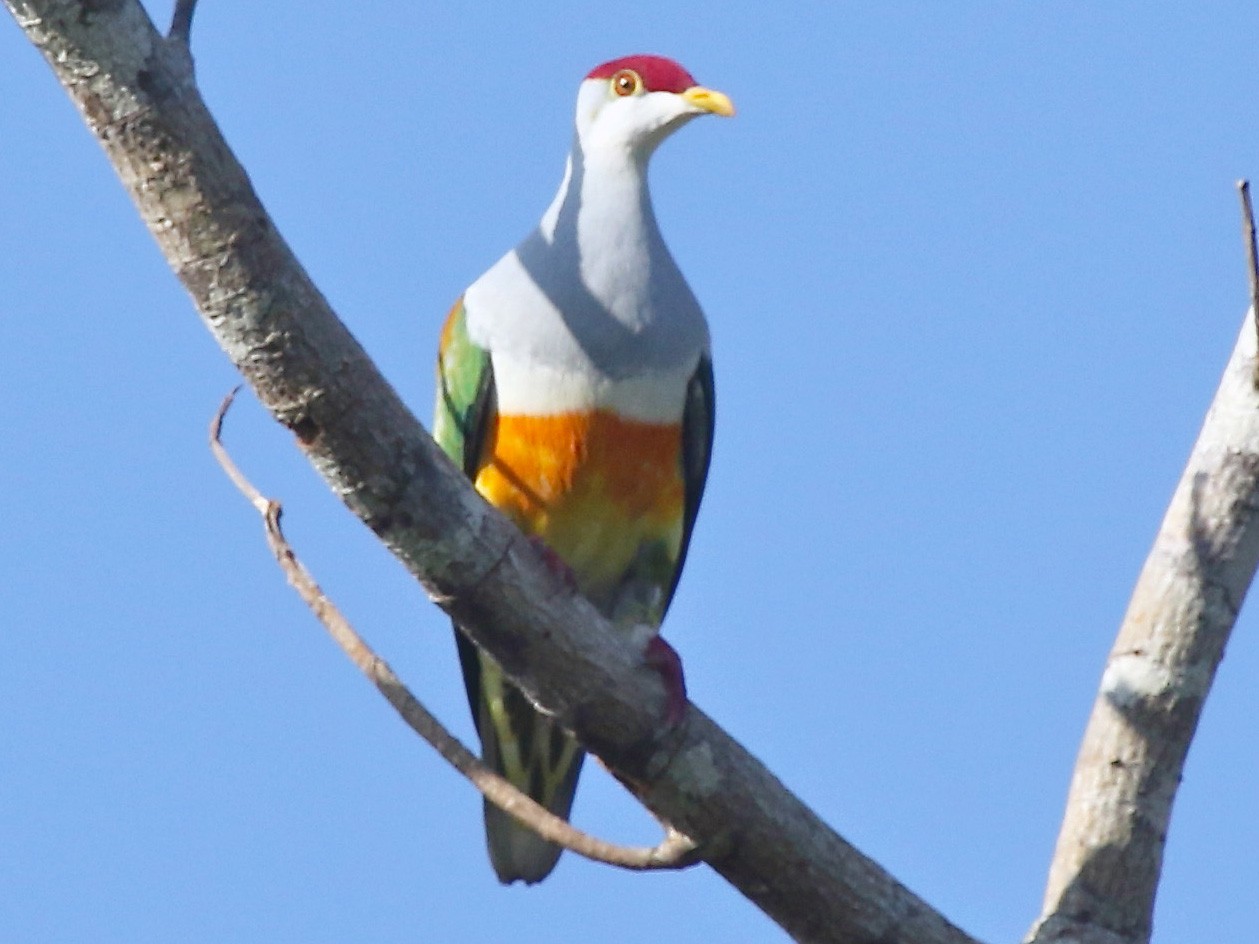 Wallace's Fruit-Dove - eBird
