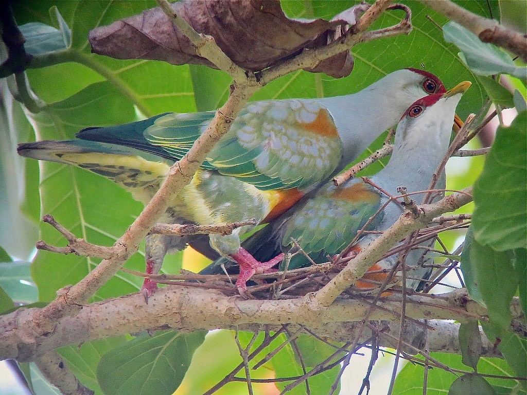 Ptilope de Wallace - eBird