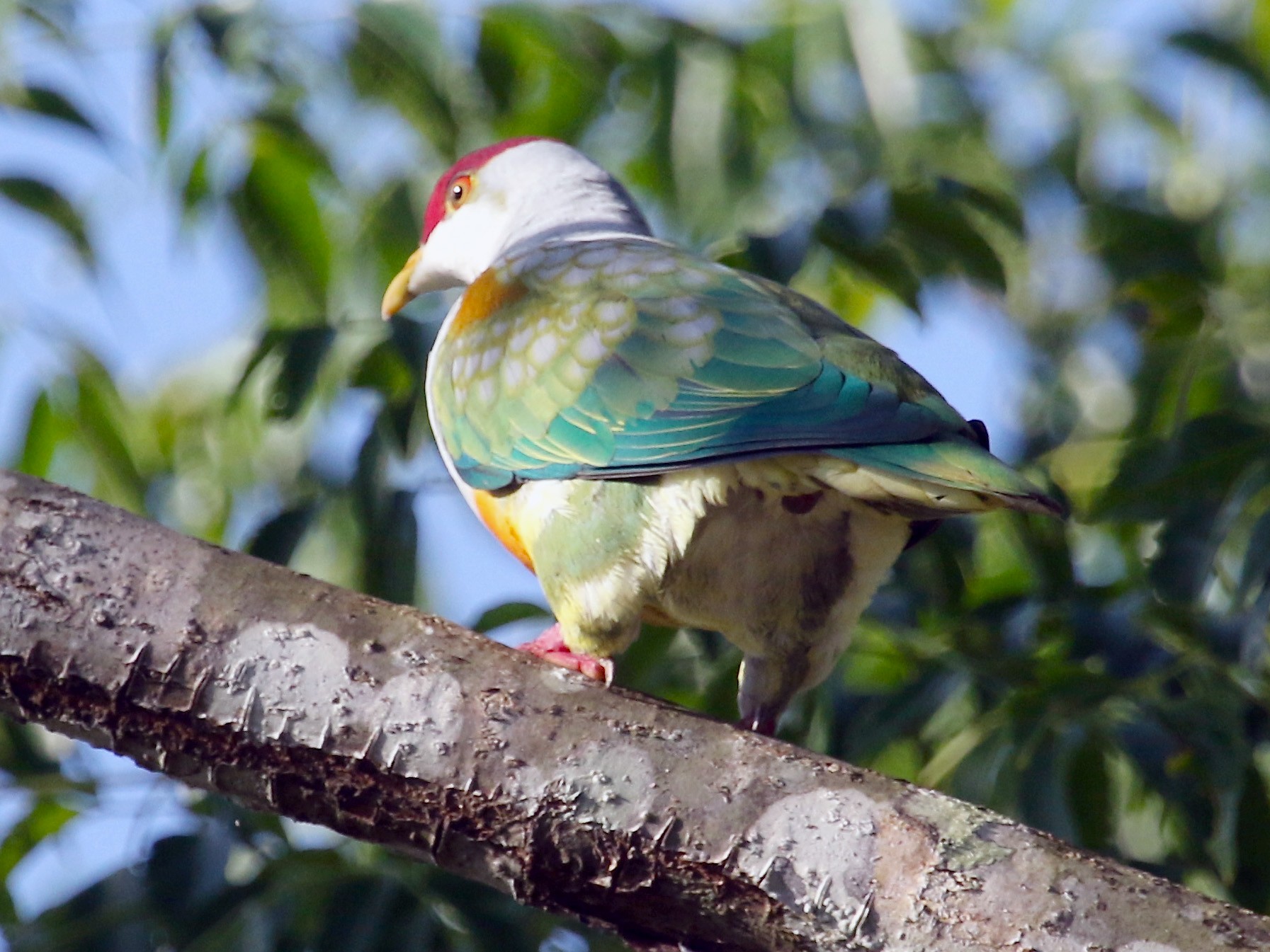 Wallace's Fruit-Dove - eBird