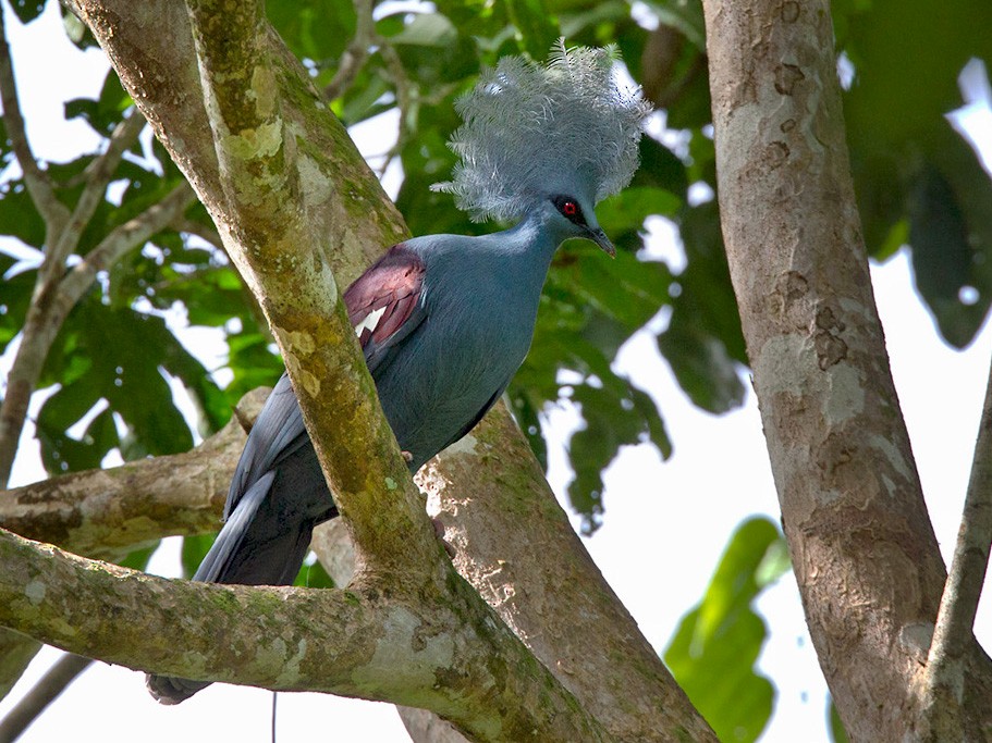 Western Crowned Pigeon
