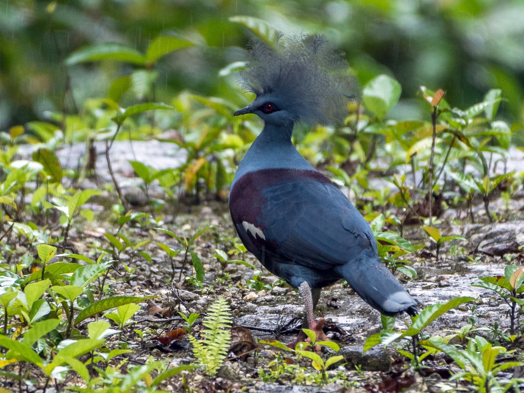 Western Crowned Pigeon