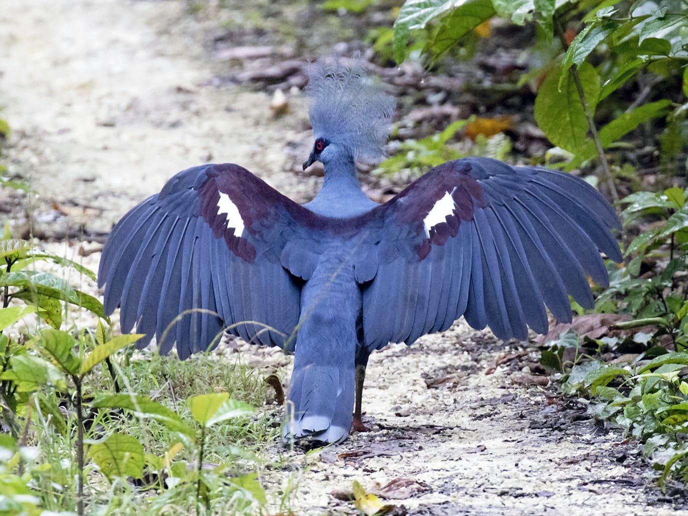 Western Crowned-Pigeon - eBird