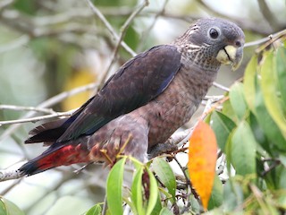 Dusky Parrot - eBird
