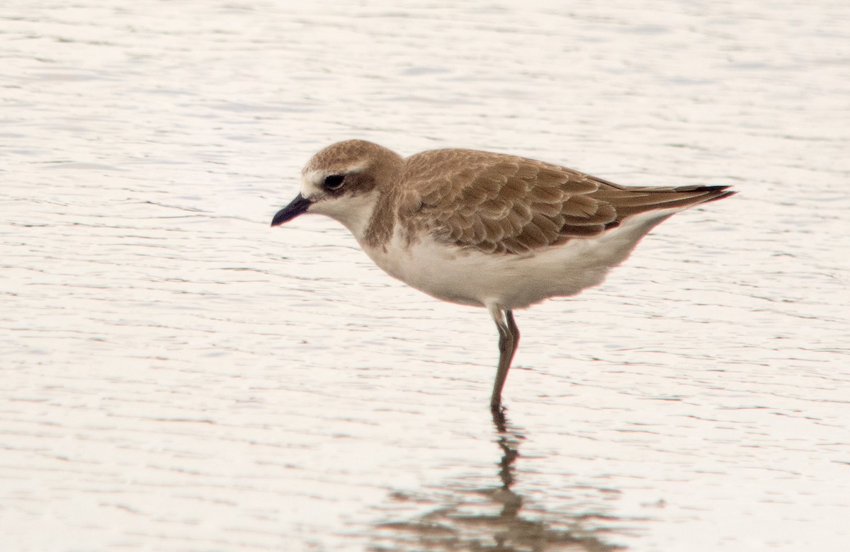 ML261363631 - Siberian Sand-Plover - Macaulay Library