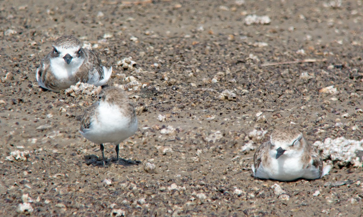 ML261364131 Lesser Sand-Plover (Siberian) Macaulay Library