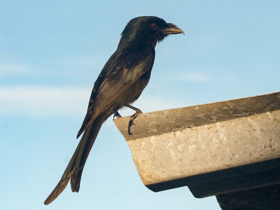 Aldabra Drongo - eBird