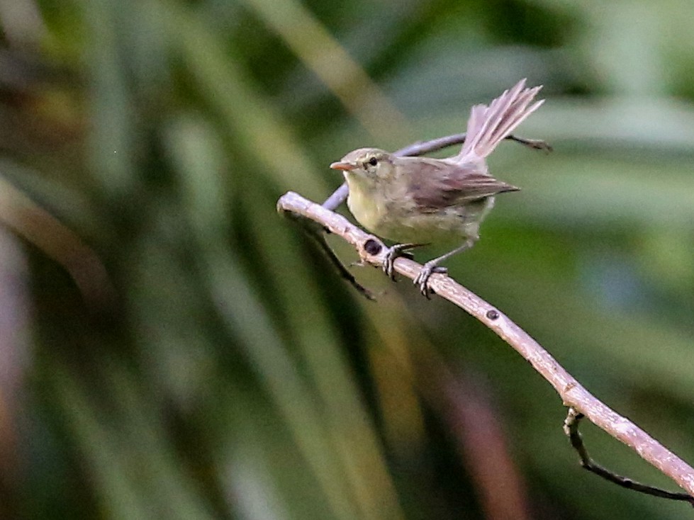 Rodrigues Warbler - eBird