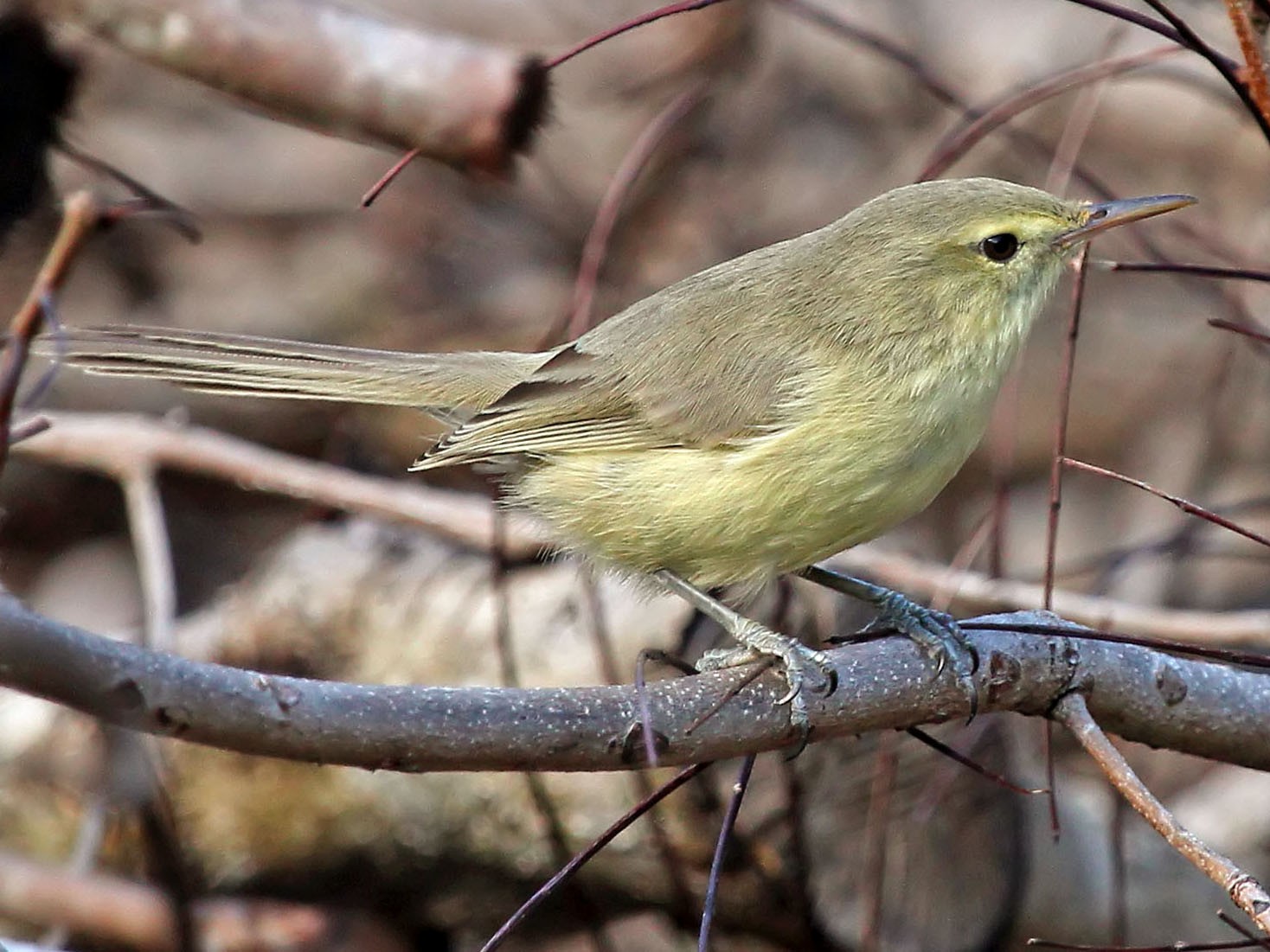 Rodrigues Warbler - eBird