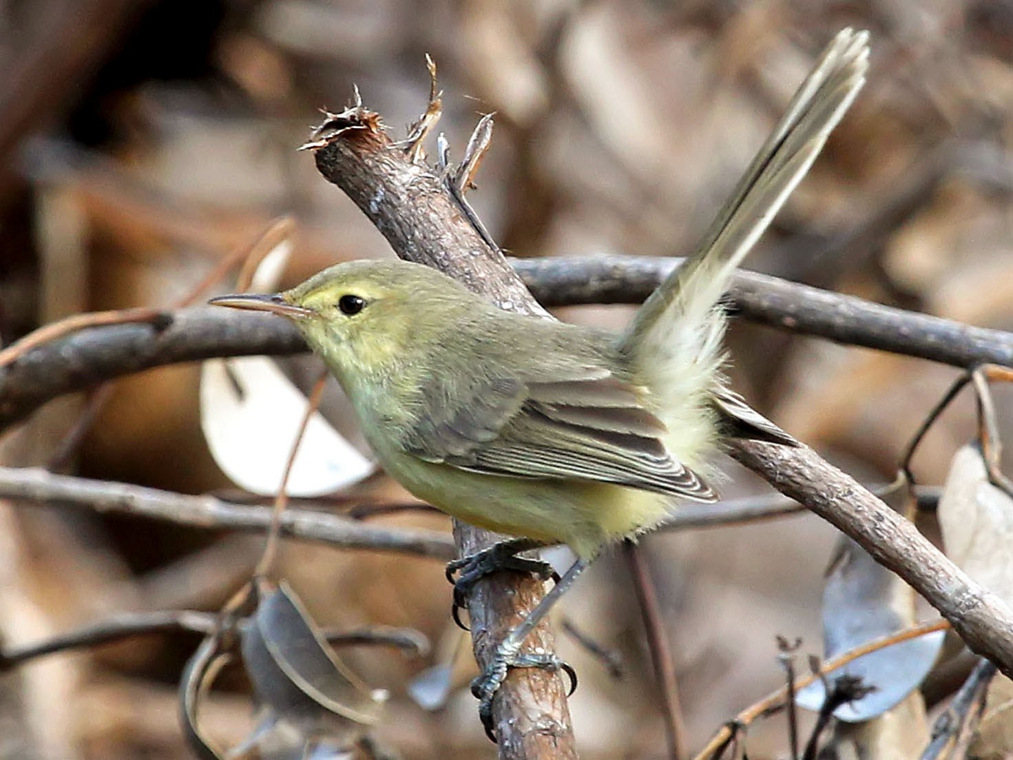 Rodrigues Warbler - eBird