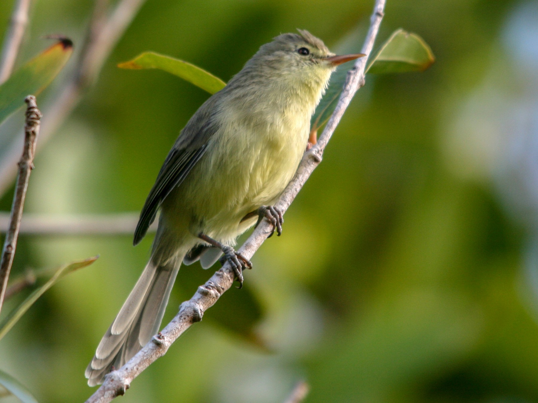 Rodrigues Warbler - eBird