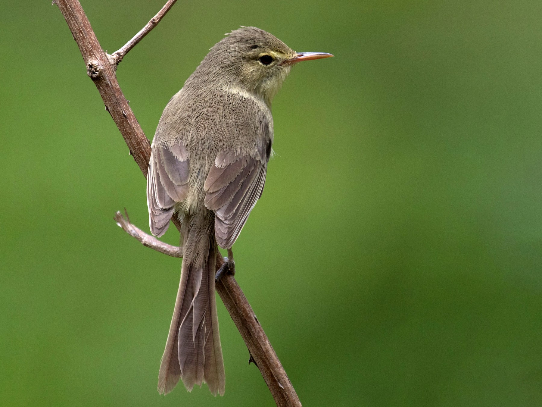 Rodrigues Warbler - eBird