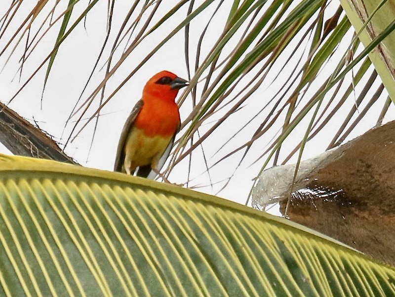 Fodi de las Comoras - eBird
