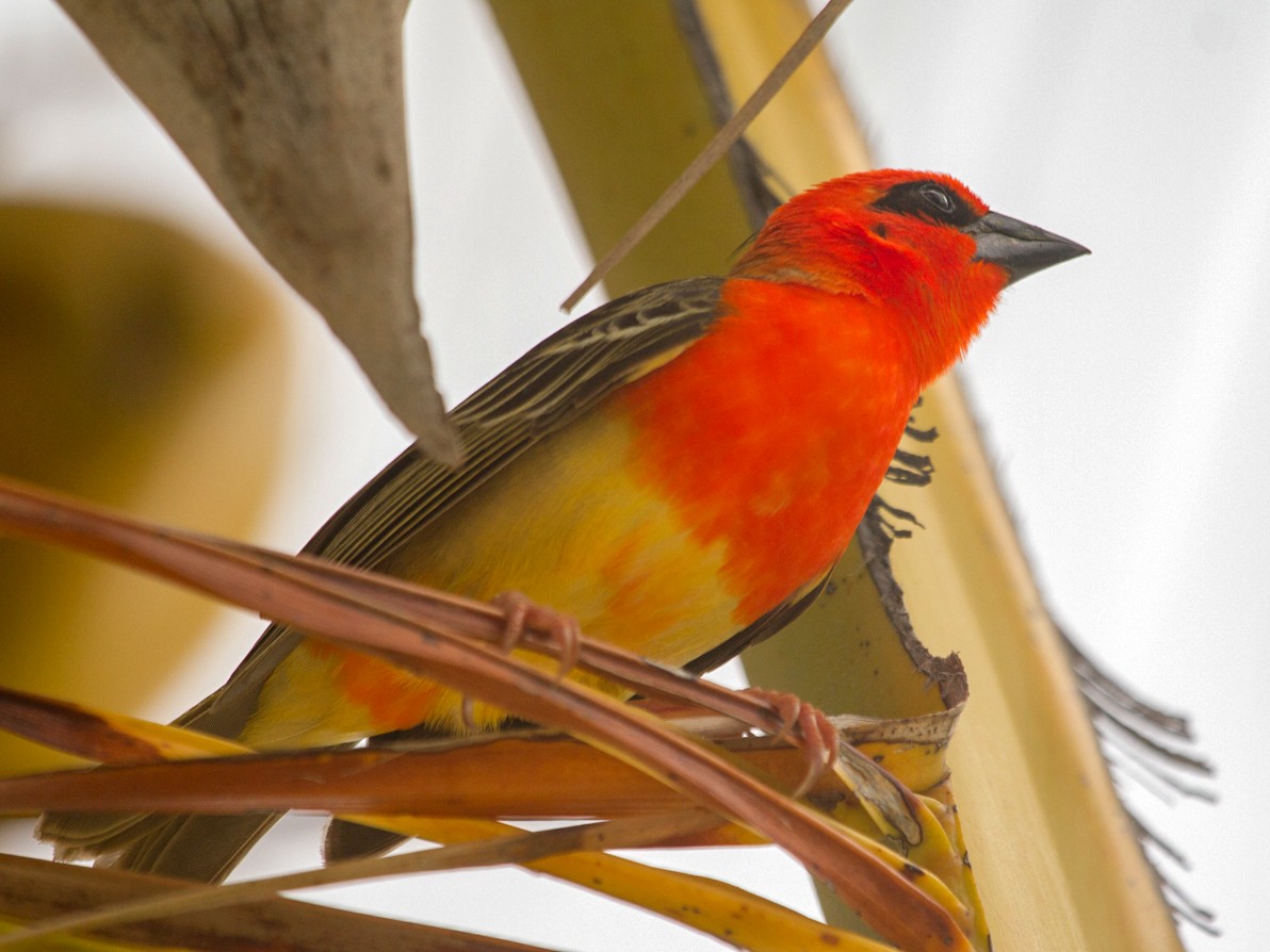 Aldabra Fody - eBird