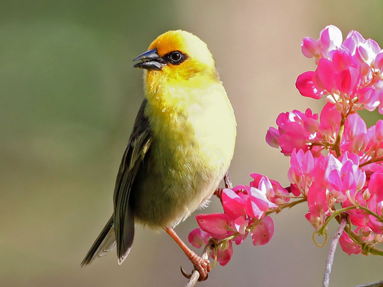 Rodrigues Fody - eBird