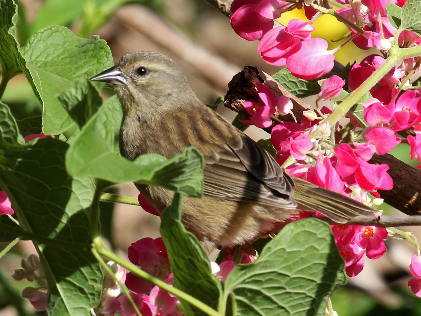 Rodrigues Fody - eBird