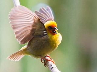 Rodrigues Fody - eBird