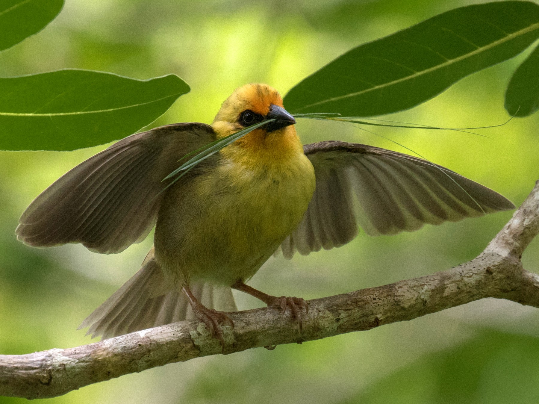 Rodrigues Fody - eBird