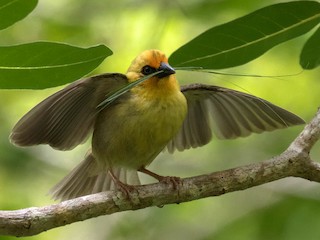 Rodrigues Fody - eBird