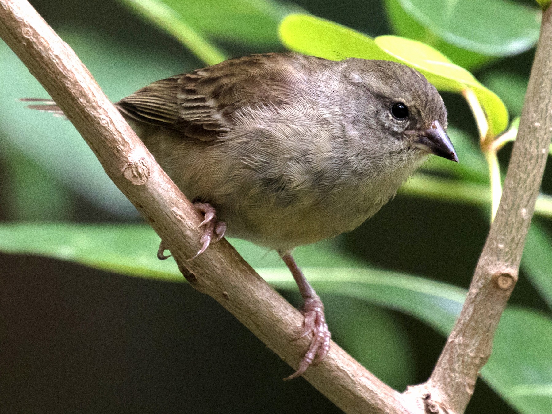 Rodrigues Fody - eBird