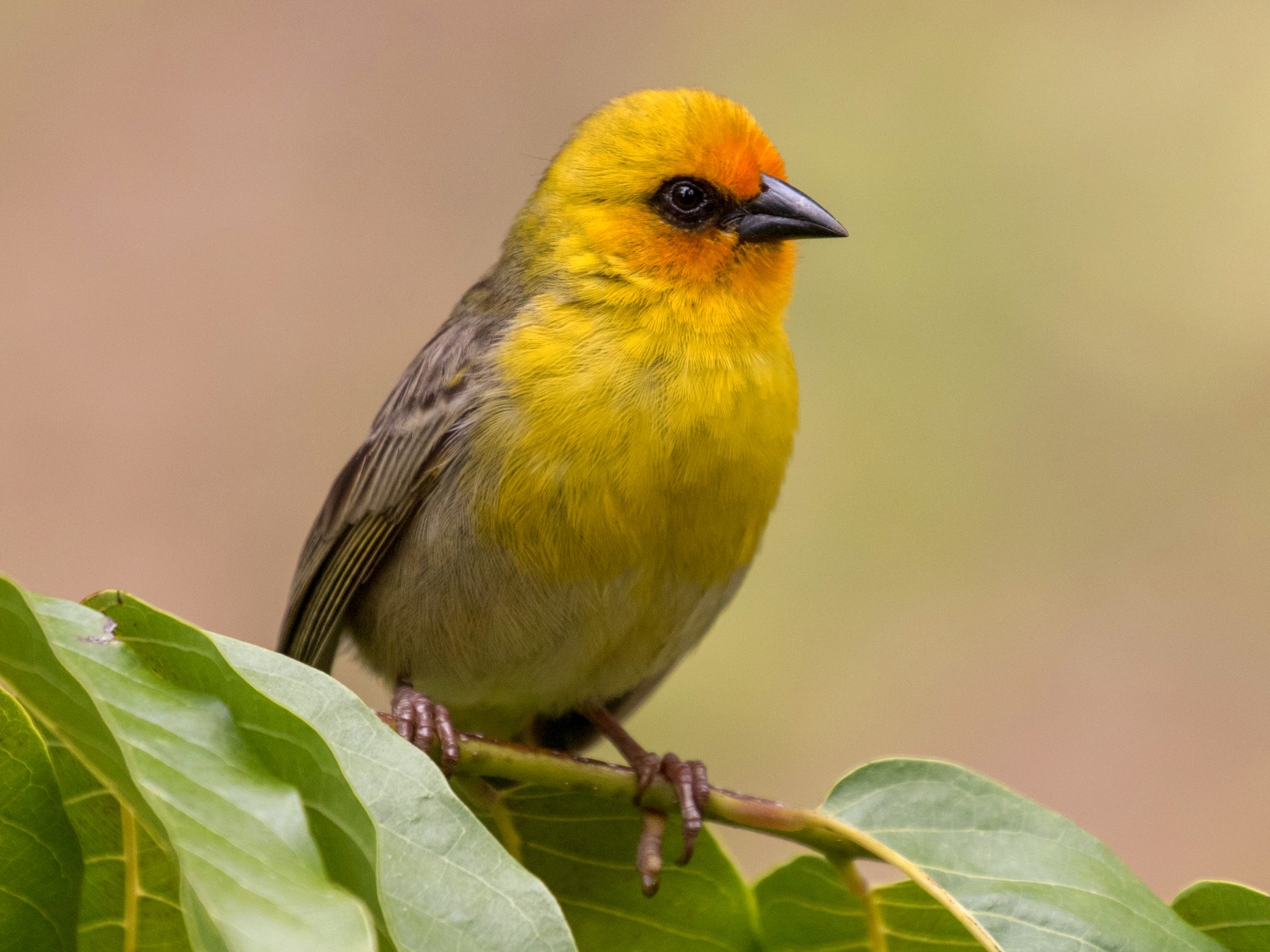 Rodrigues Fody - eBird