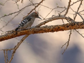 Arabian Woodpecker - eBird