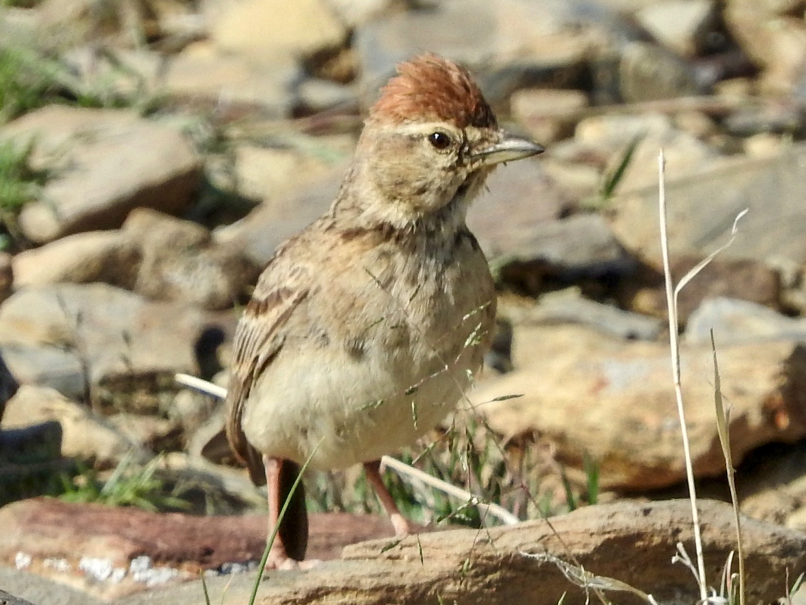 Rufous-capped Lark - eBird