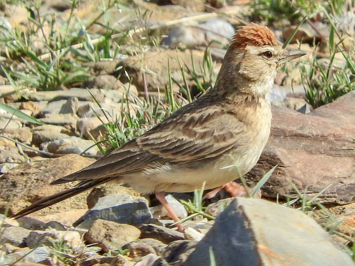 Rufous-capped Lark - Calandrella eremica - Birds of the World