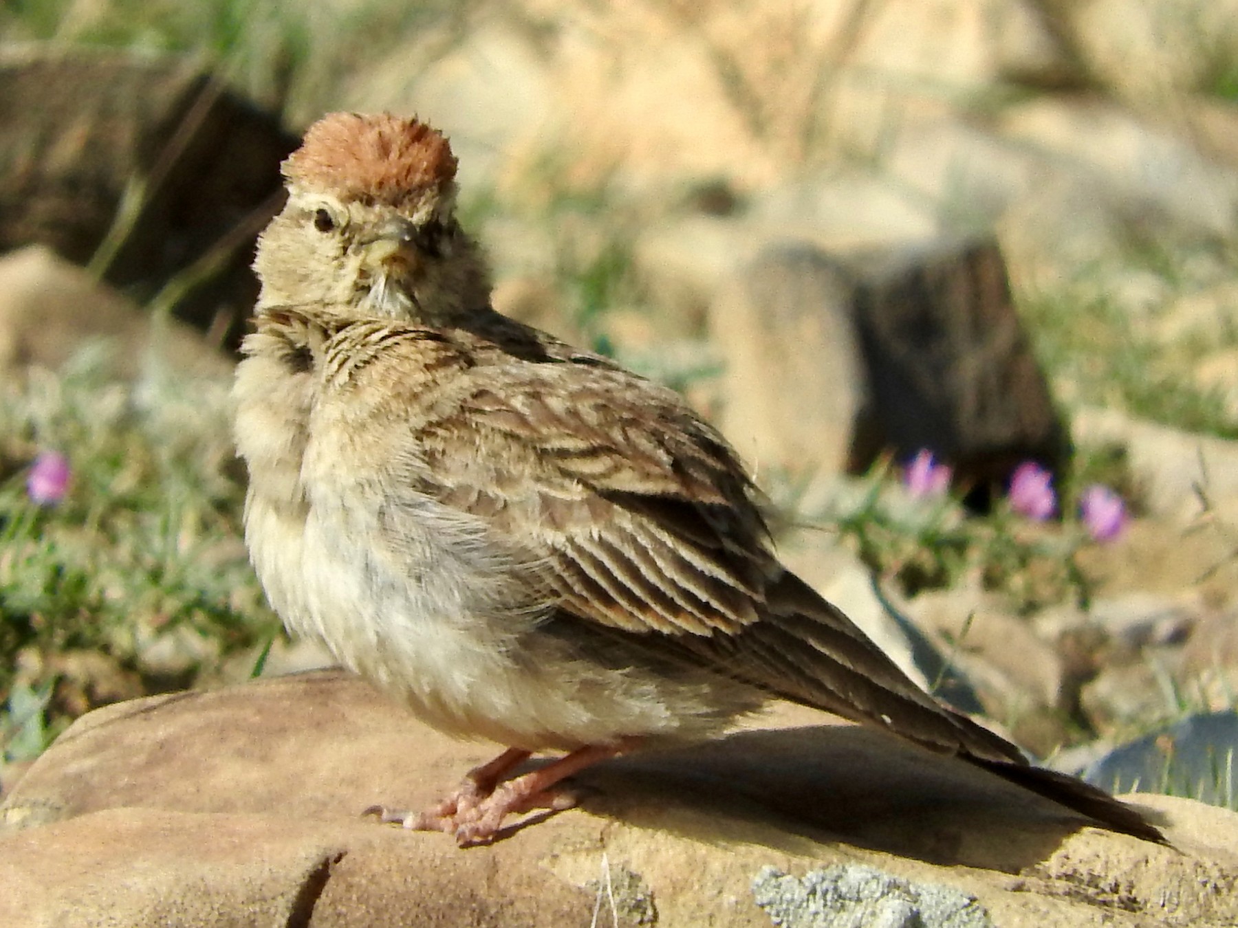 Rufous-capped Lark - eBird