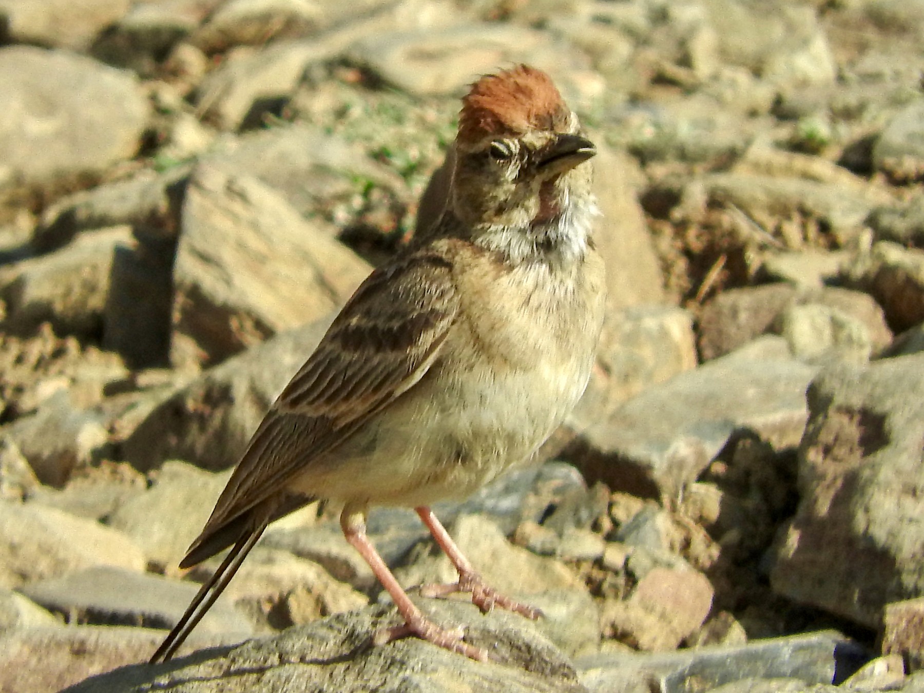 Rufous-capped Lark - eBird
