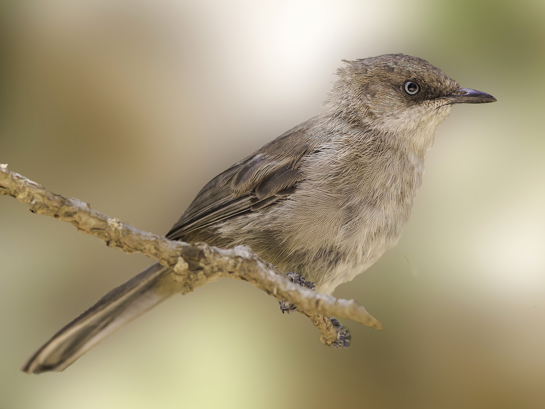 Yemensanger - eBird