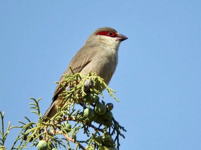 Arabian Waxbill - eBird