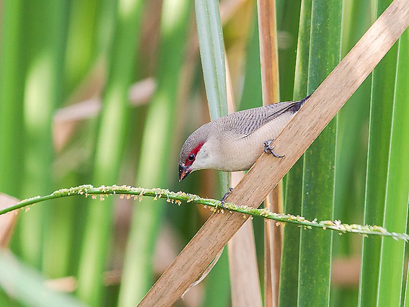 Arabian Waxbill - eBird