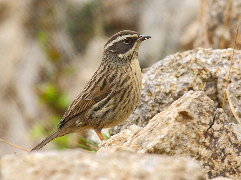 Radde's Accentor - eBird