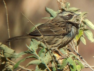 Acentor de Radde (fagani) - eBird