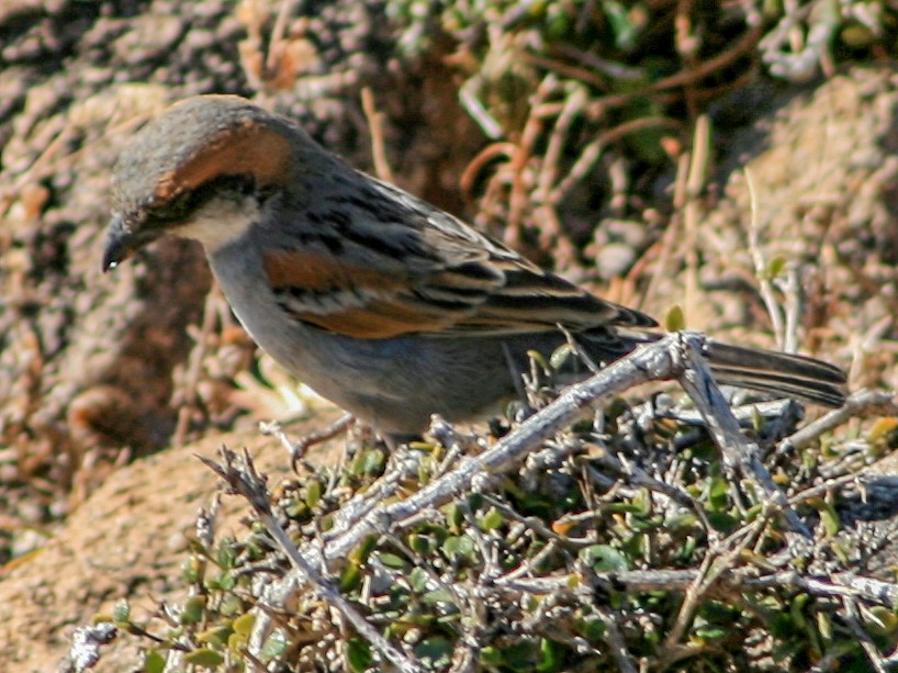 Socotra Sparrow - eBird