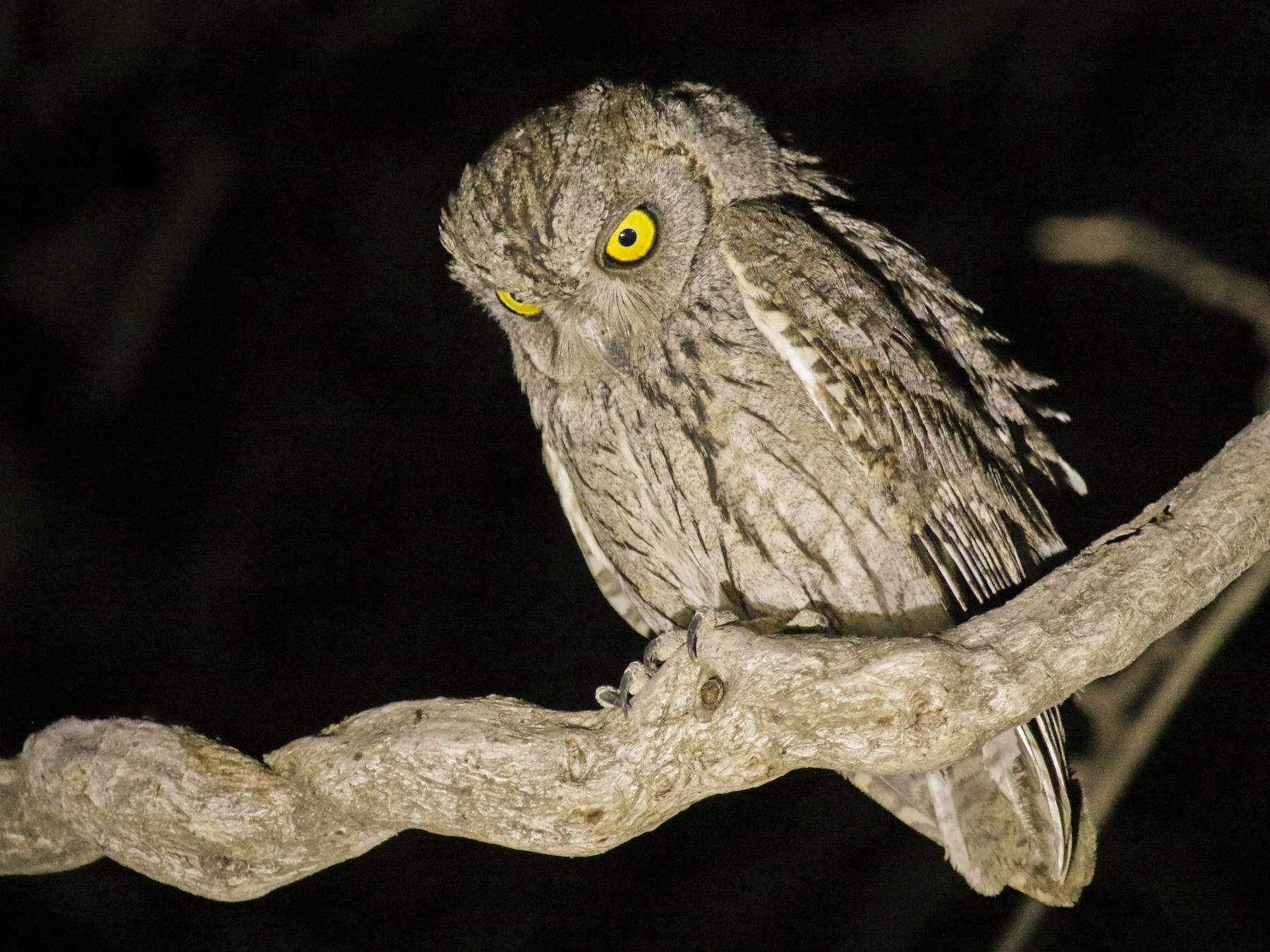 Arabian Scops Owl - eBird