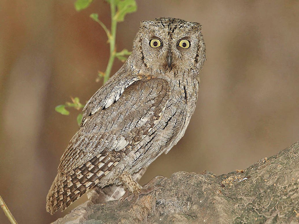 Arabian Scops-Owl - eBird