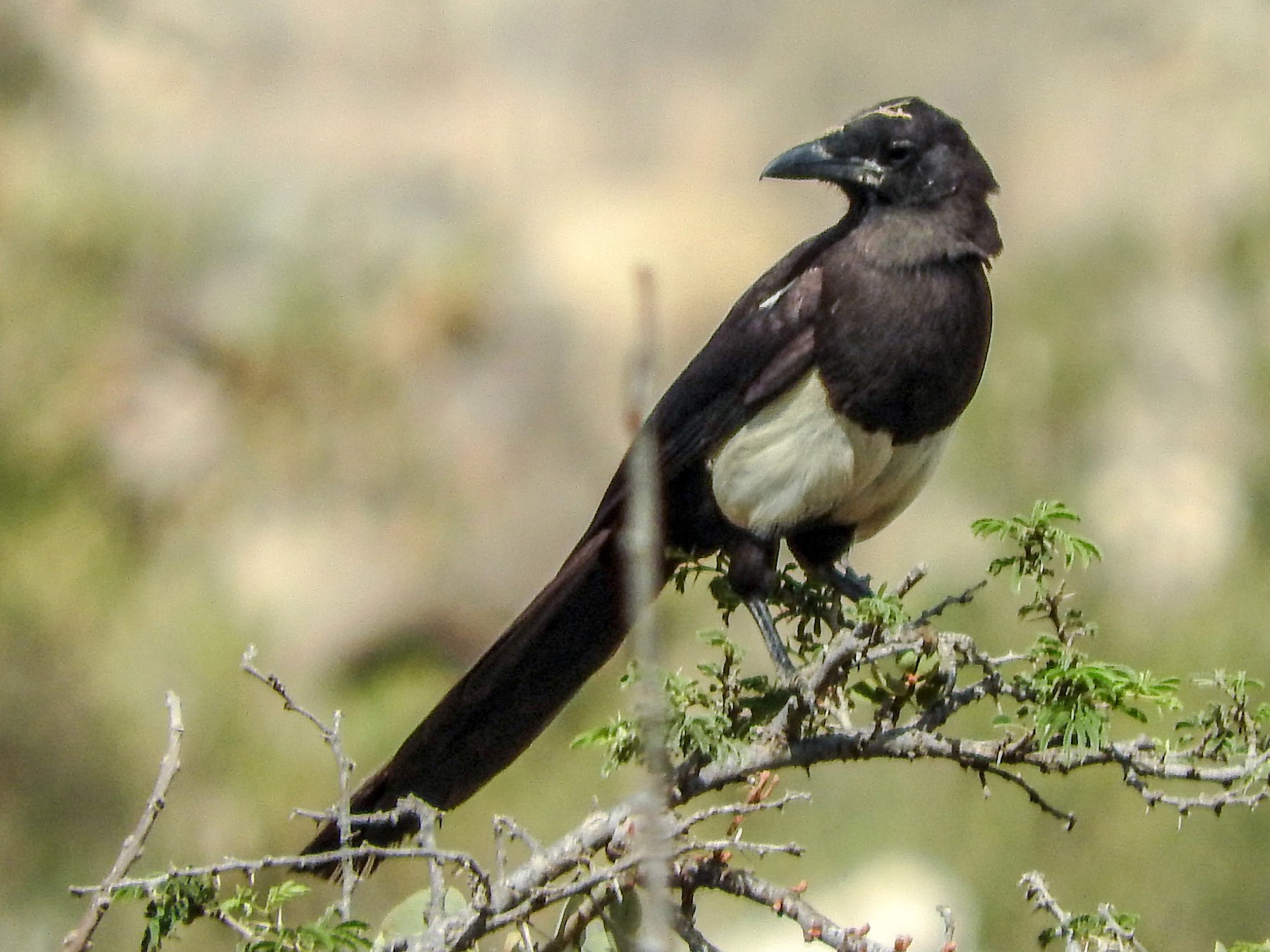 Asir Magpie - eBird