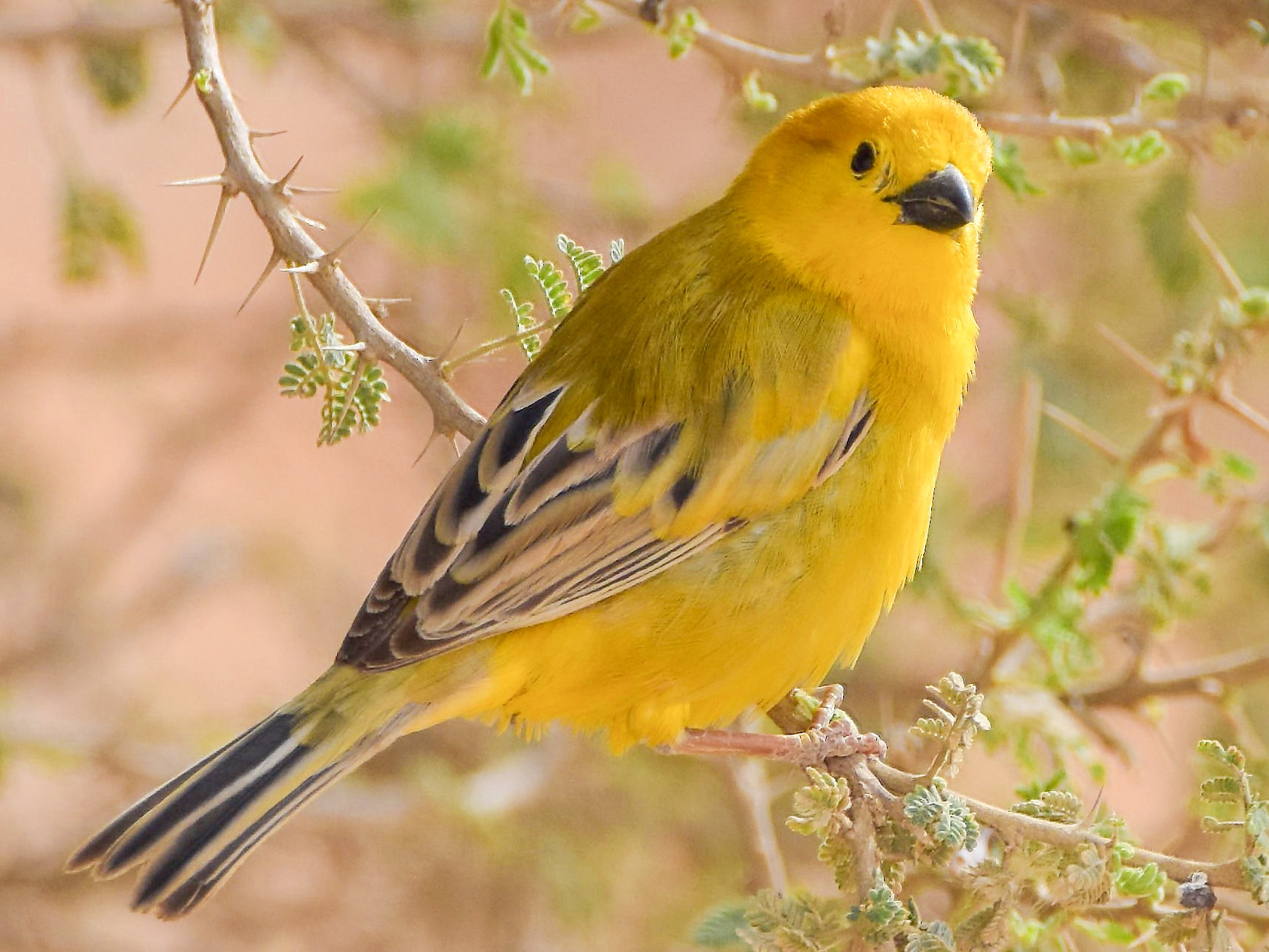 Arabian Golden Sparrow - eBird
