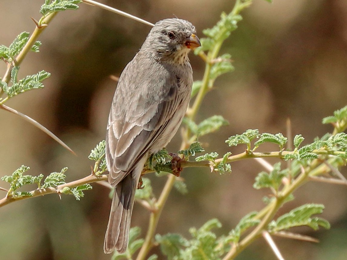 Arabian Serin - eBird