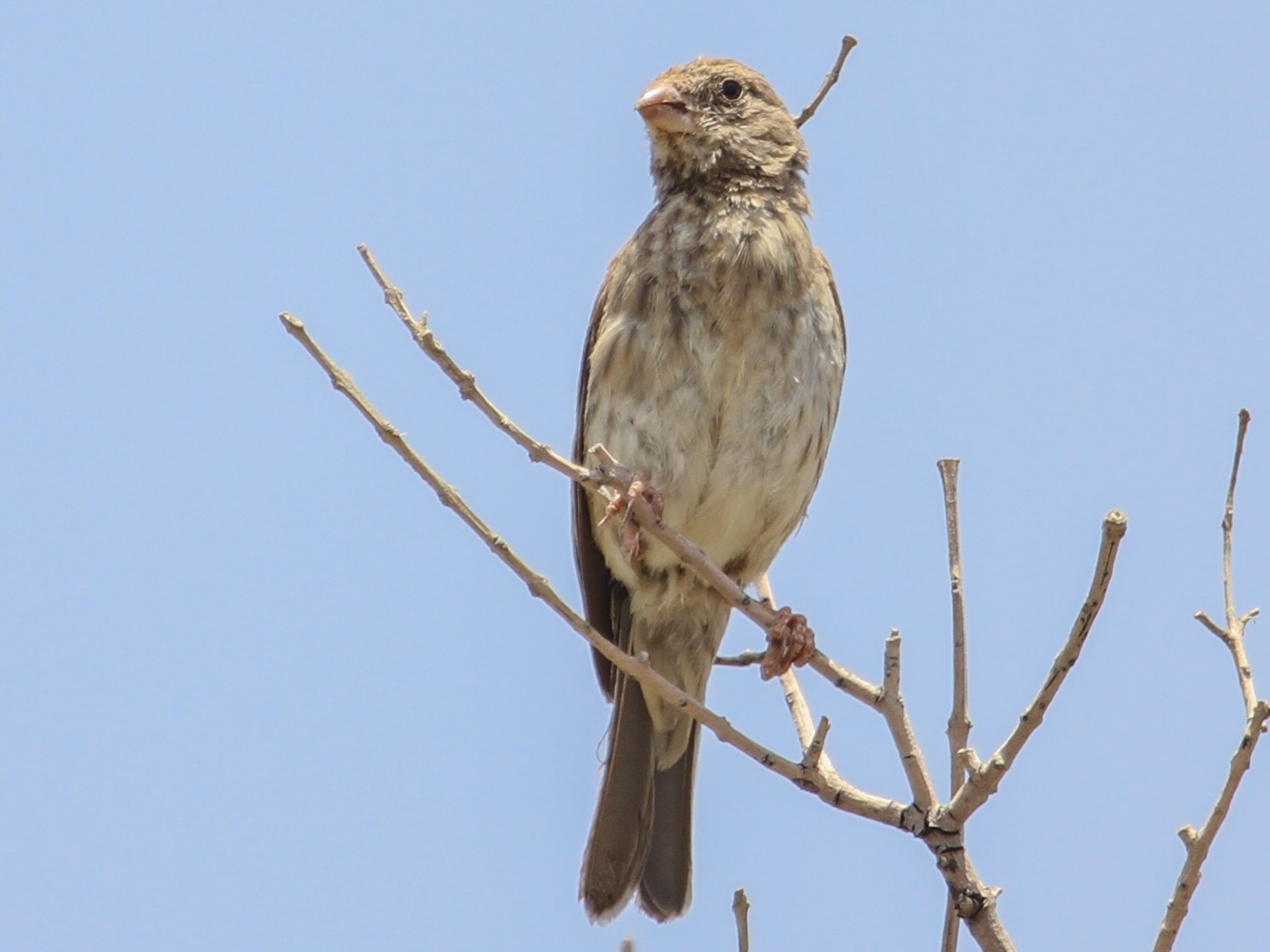 Arabian Serin - eBird