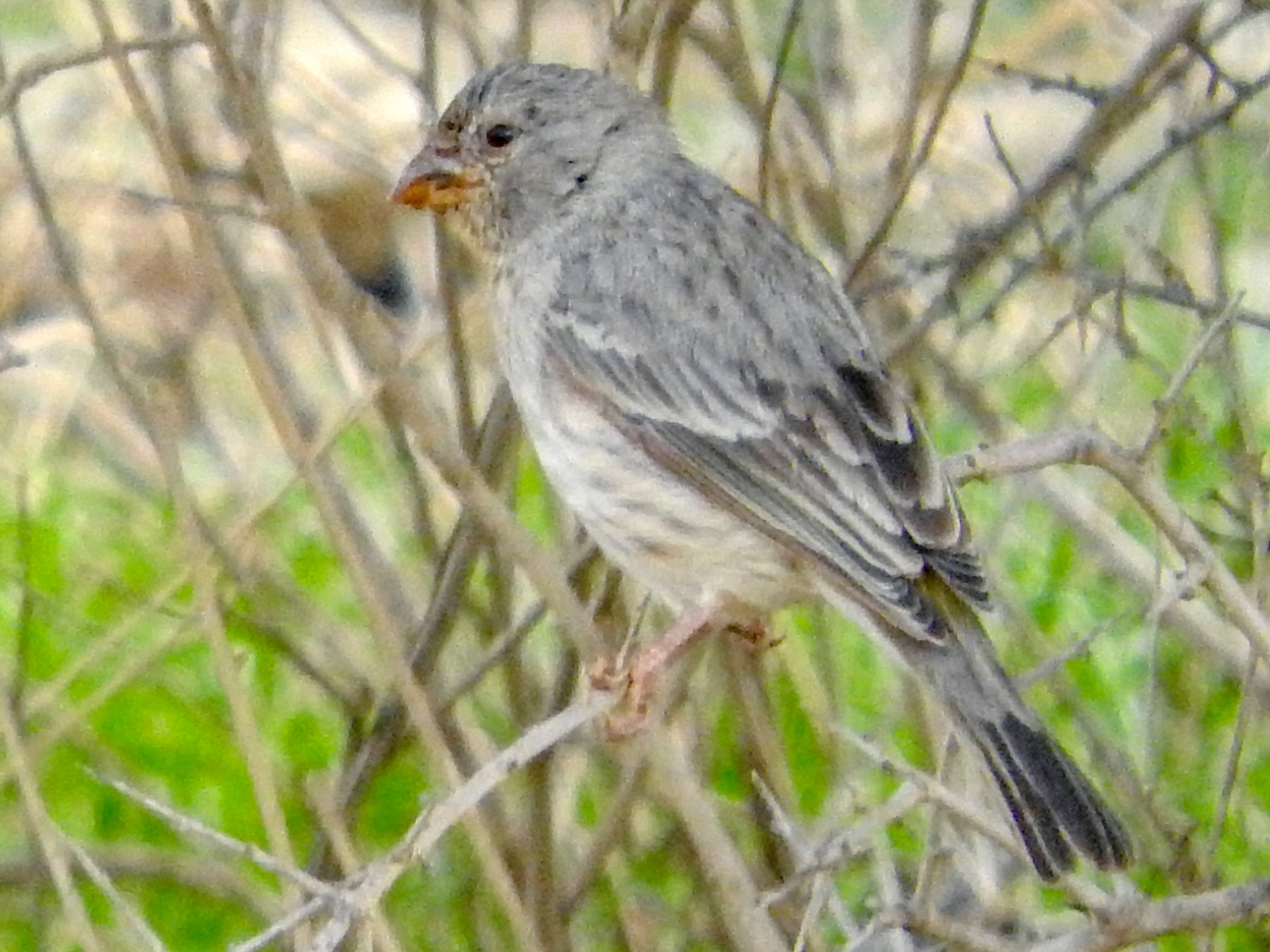 Arabian Serin - eBird