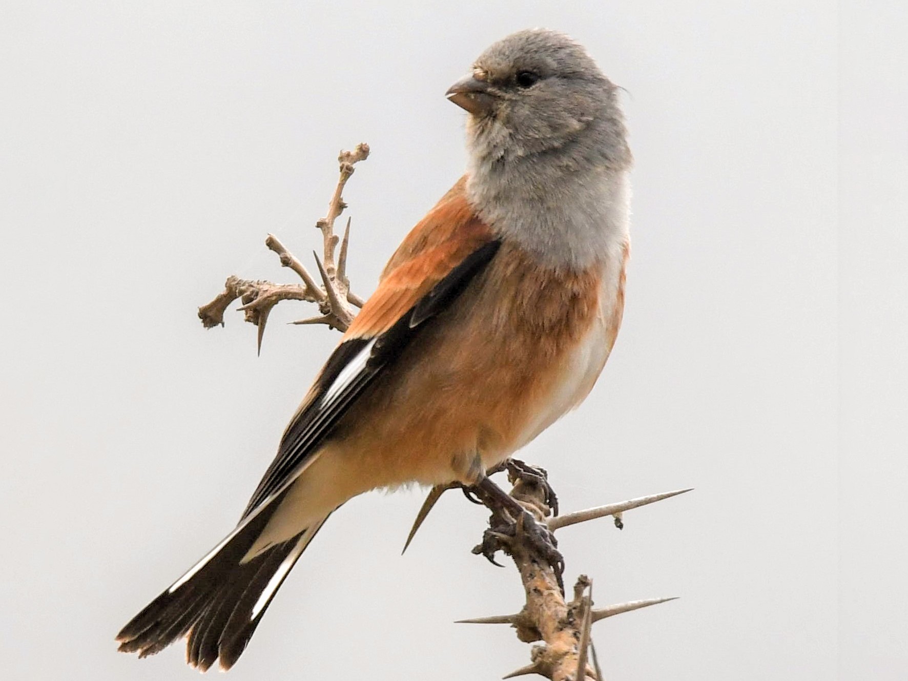 Yemen Linnet - eBird