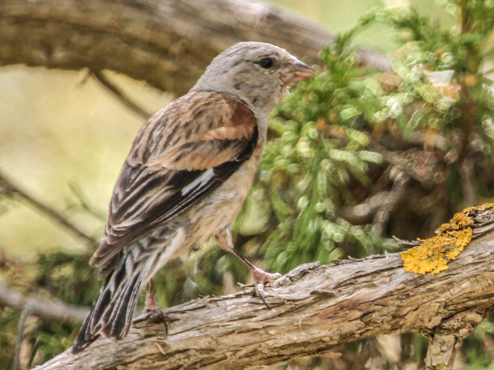 Yemen Linnet - eBird
