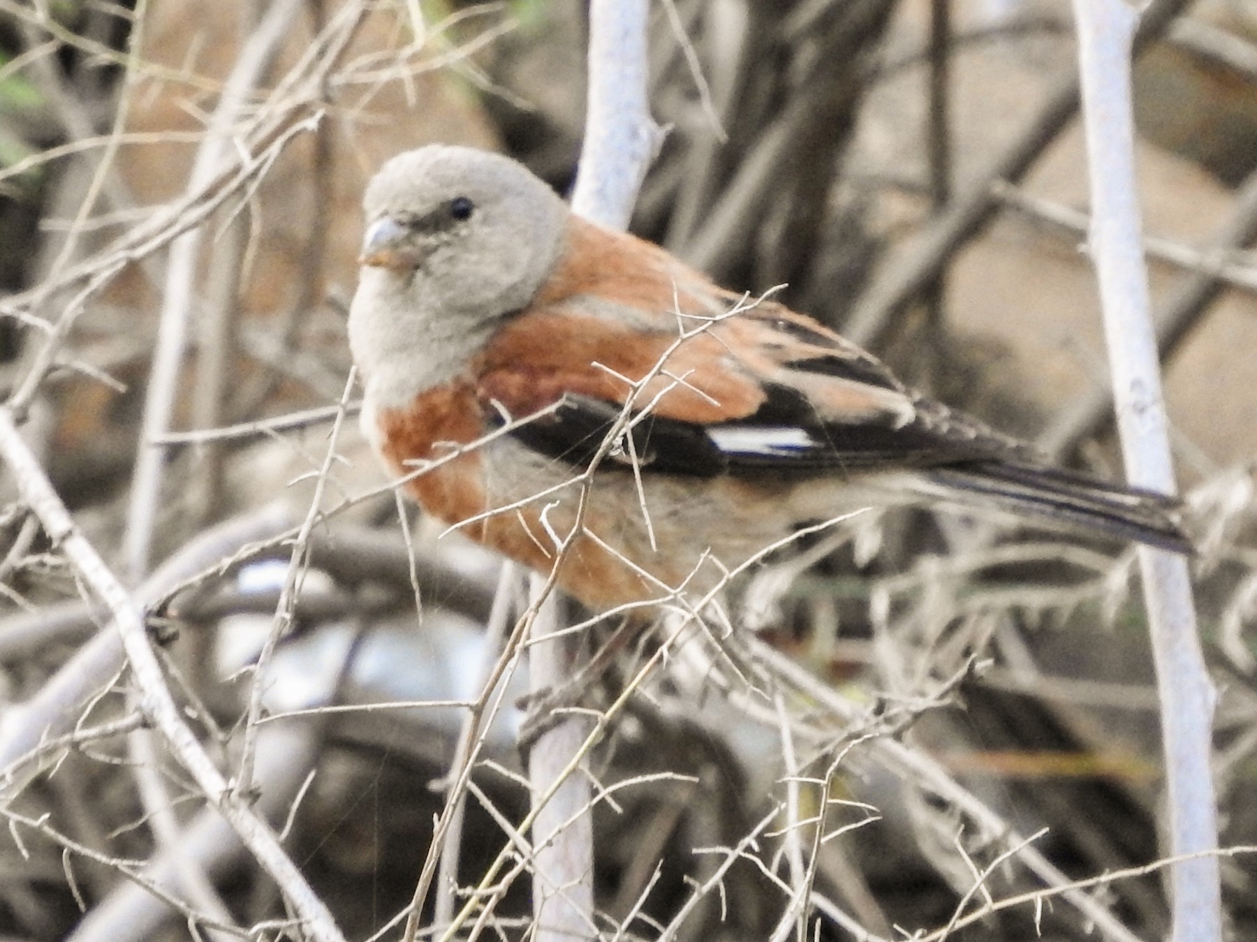 Yemen Linnet - eBird